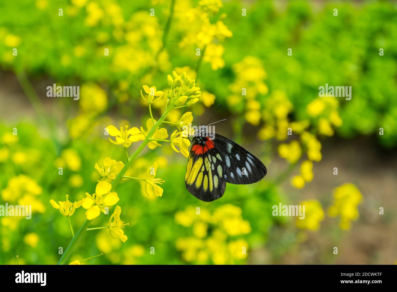 Cole seed hi-res stock photography and images - Alamy