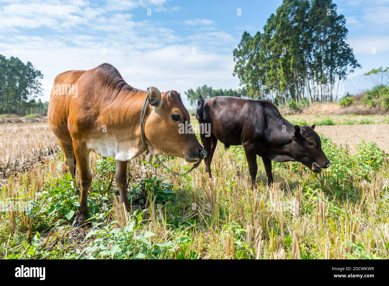 A mother and a baby Chinese yellow cow eating grass in the Chinese ...