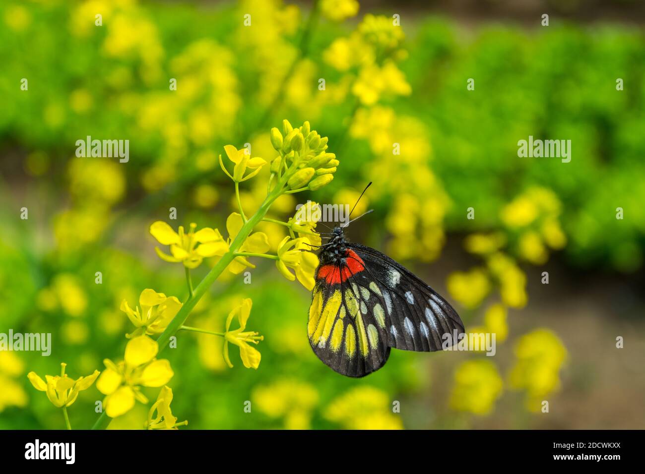 Cole seed hi-res stock photography and images - Alamy