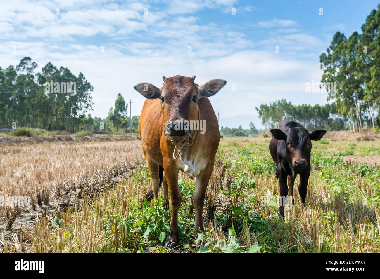 A mother and a baby Chinese yellow cow eating grass in the Chinese ...