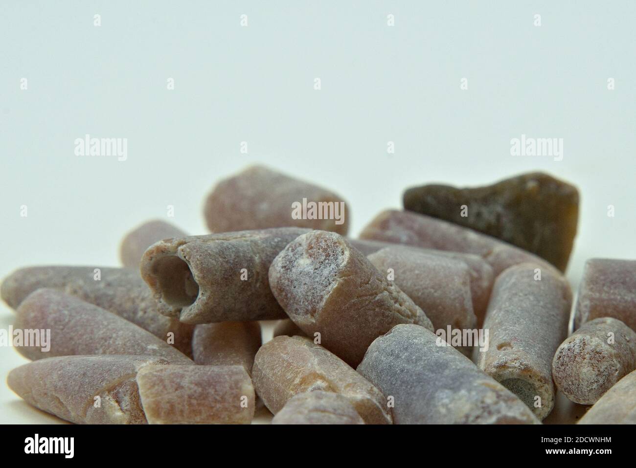 Stone fossils of prehistoric squid like sea creates, isolated on white ...