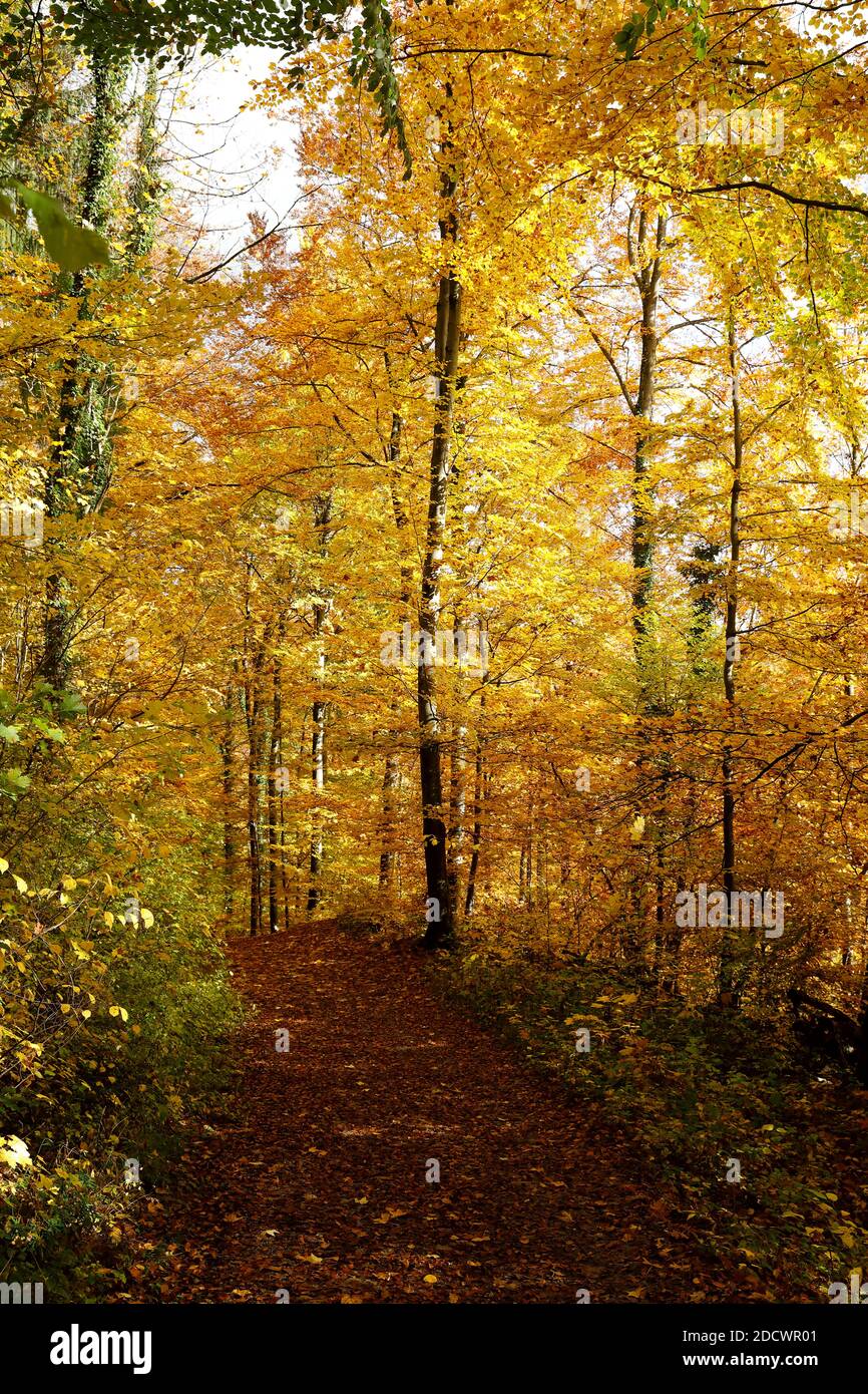 forest of bad urach in autumn, swabian alb, germany Stock Photo - Alamy