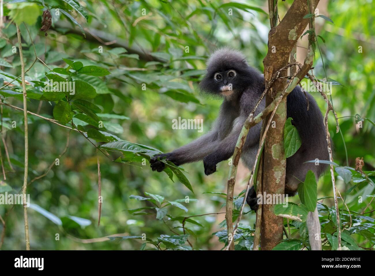 langur monkey wildlife sitting in a tree Stock Photo - Alamy