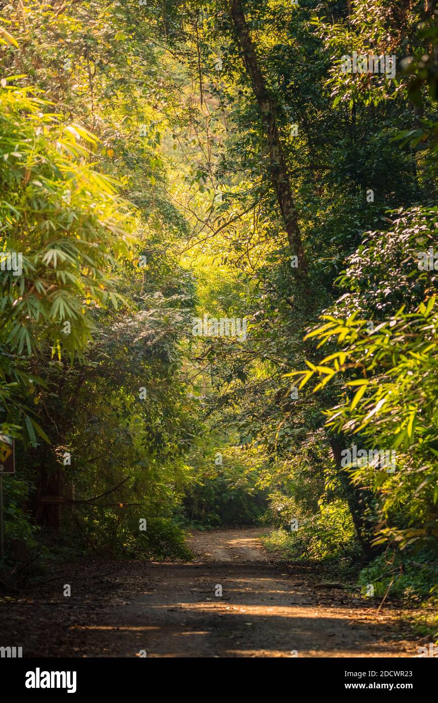 Country road running through tree alley Stock Photo - Alamy