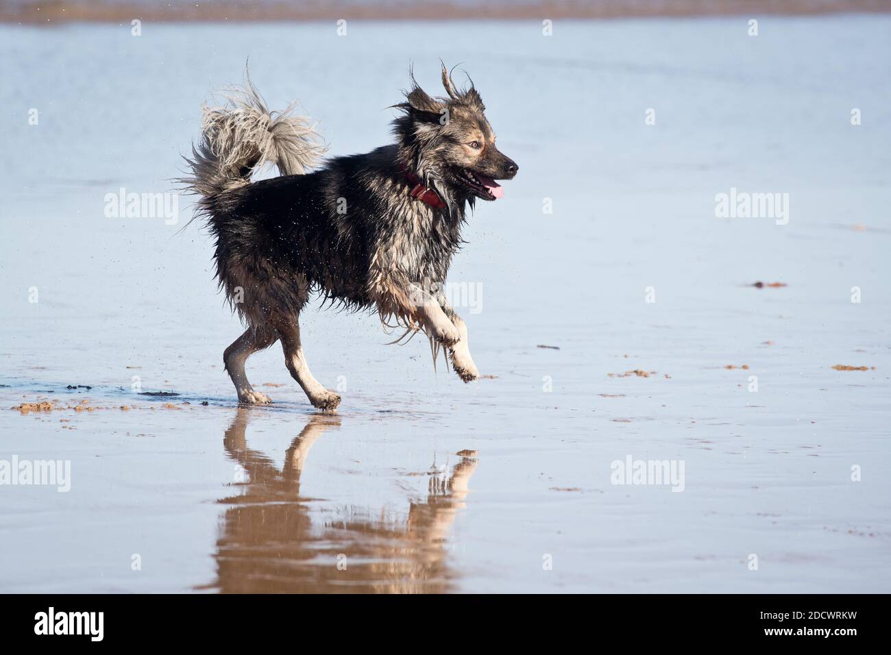 The dog (Canis lupus familiaris), called a domestic dog, is a ...