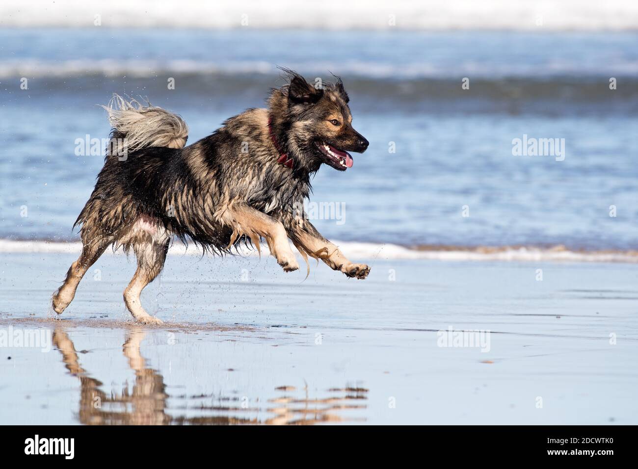The dog (Canis lupus familiaris), called a domestic dog, is a ...