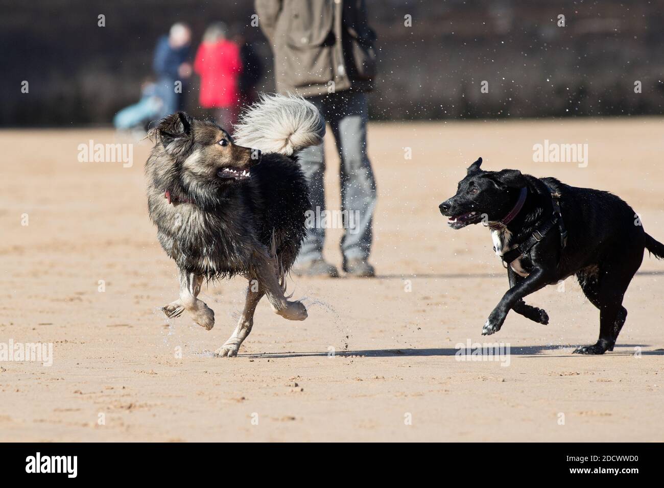 Perro lupus canis lupus hi-res stock photography and images - Alamy
