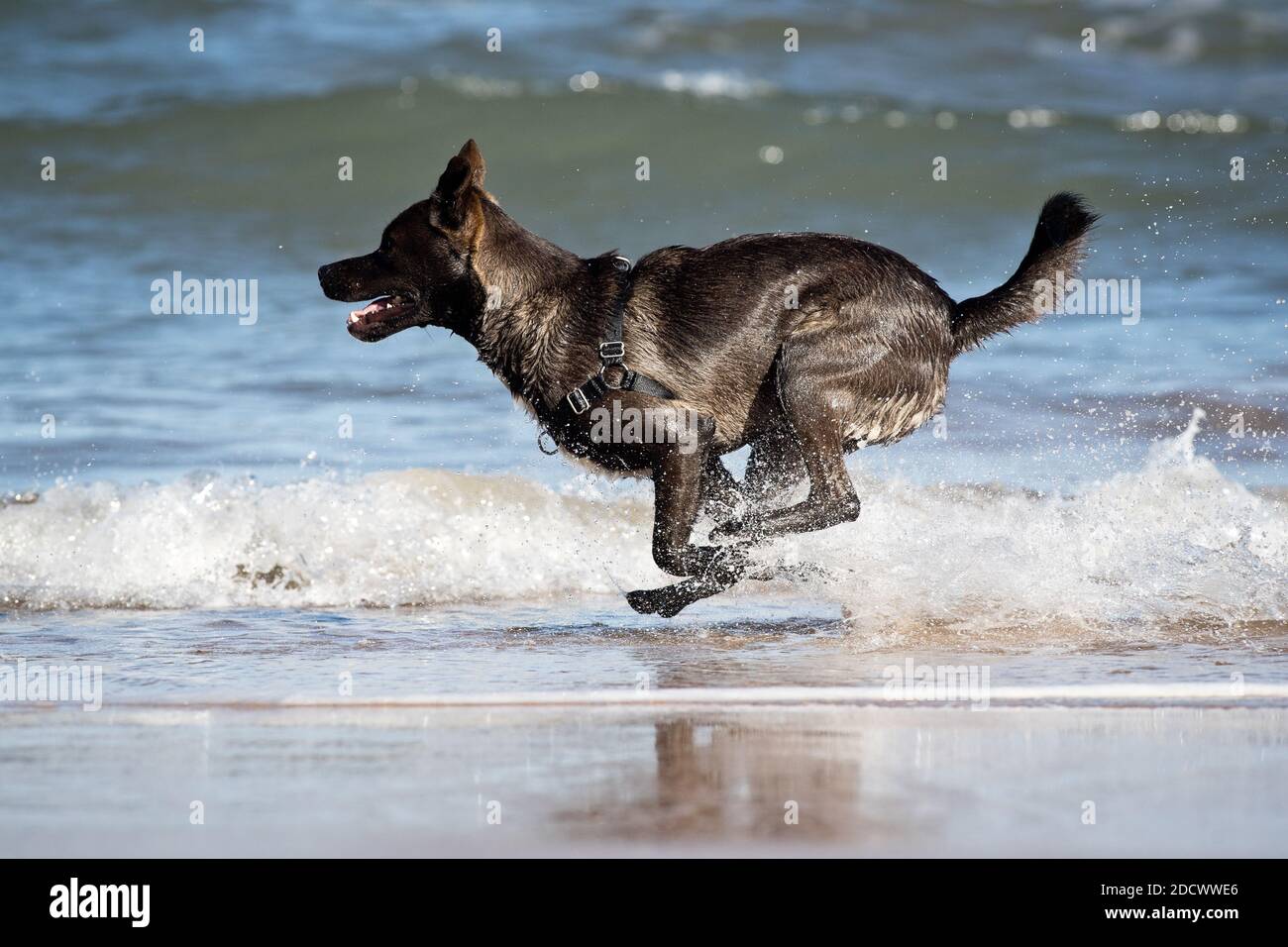 The dog (Canis lupus familiaris), called a domestic dog, is a ...