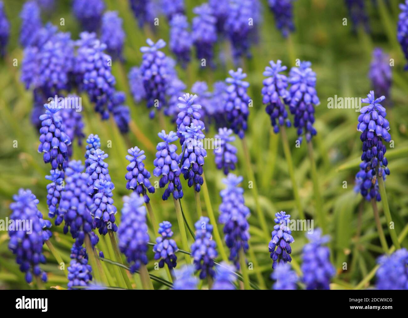 GRAPE HYACINTH Muscari Botryoides Stock Photo - Alamy