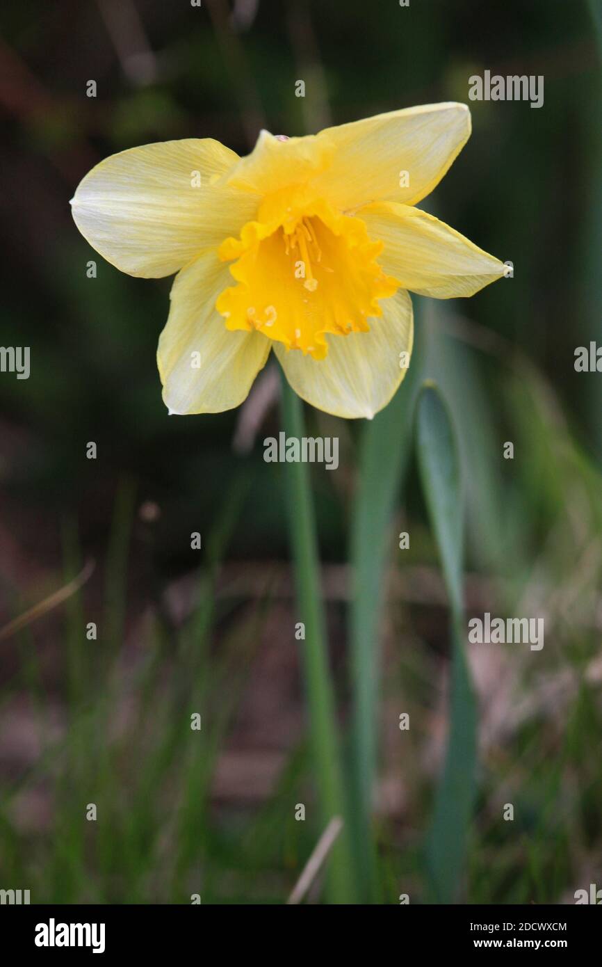 NARCISSUS PSEUDONARCISSUS Wild daffodil Stock Photo - Alamy