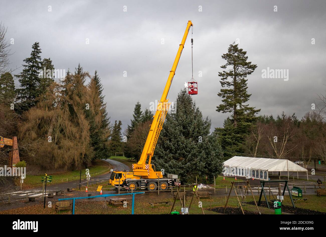 Santa Claus uses a crane to place the star on top of the Christmas tree ...