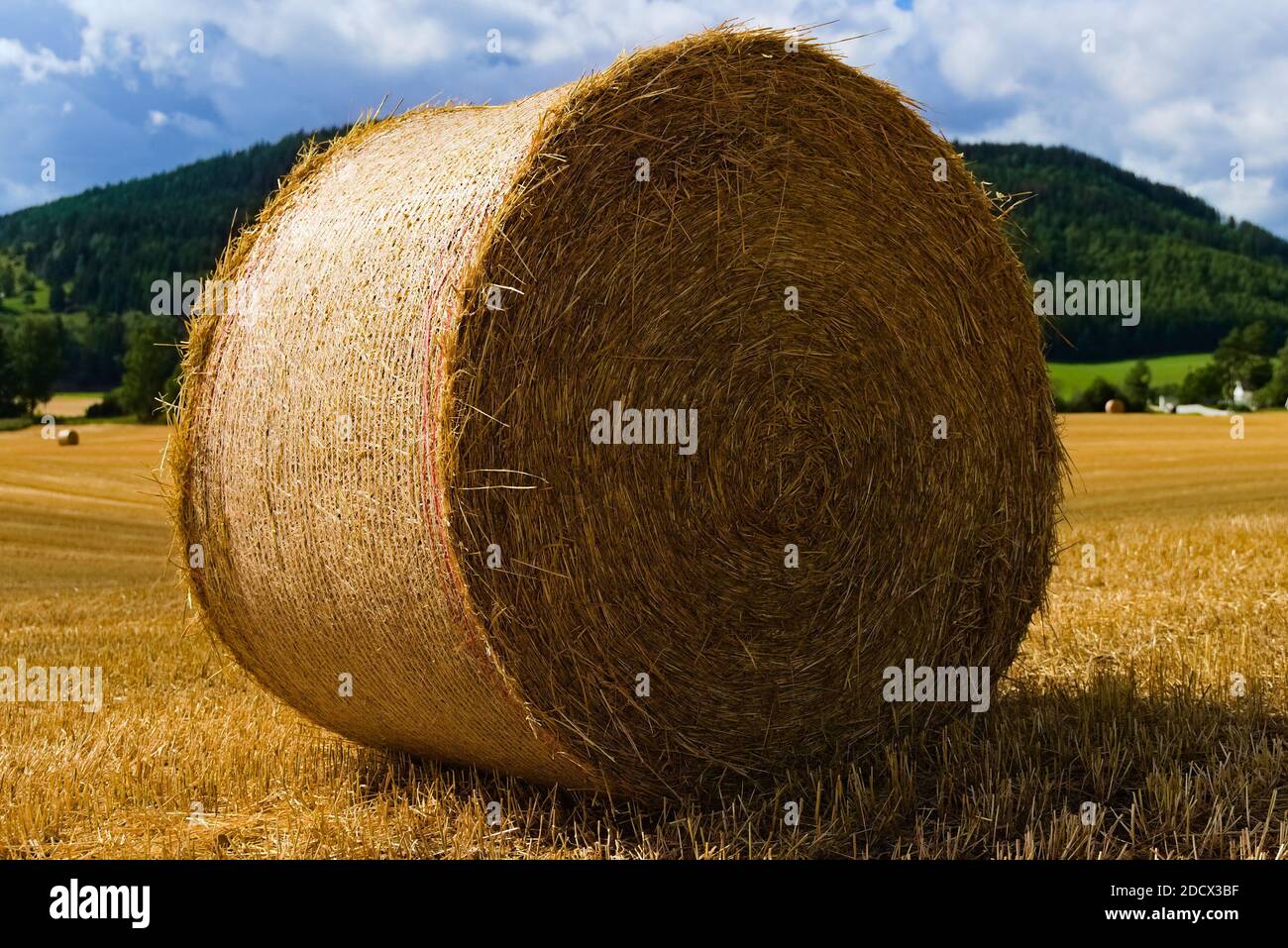 Round hay bale on a golden wheat field near the farm Stock Photo - Alamy