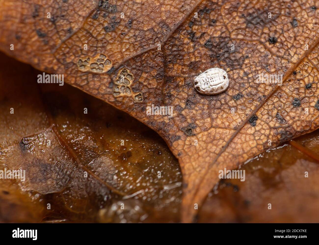 Aleyrodidae hi-res stock photography and images - Alamy