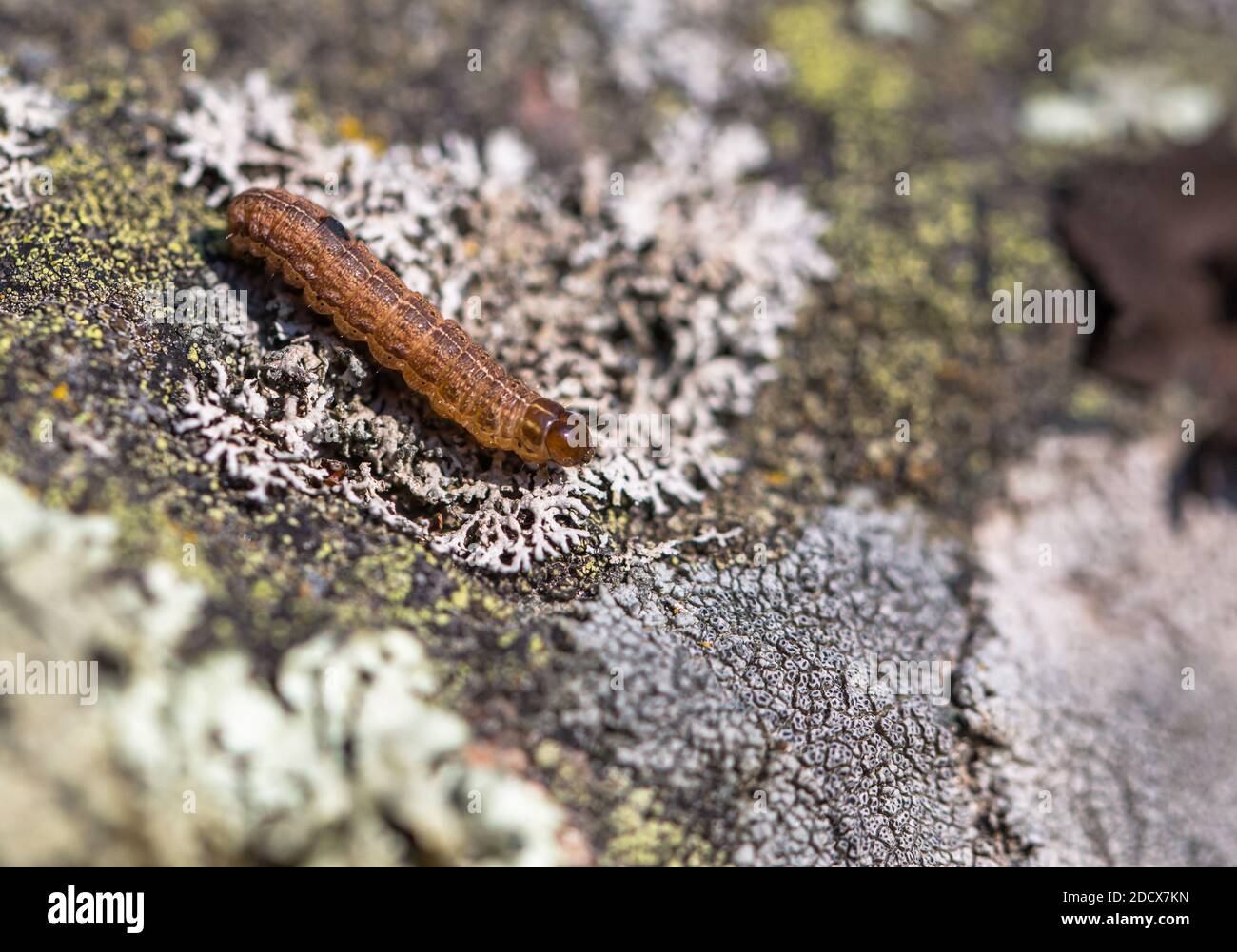 Clouded bordered hi-res stock photography and images - Alamy