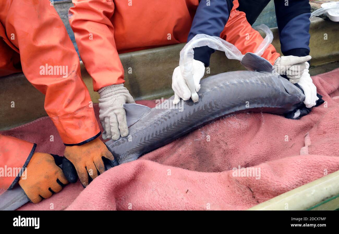 Muritzfischer hi-res stock photography and images - Alamy