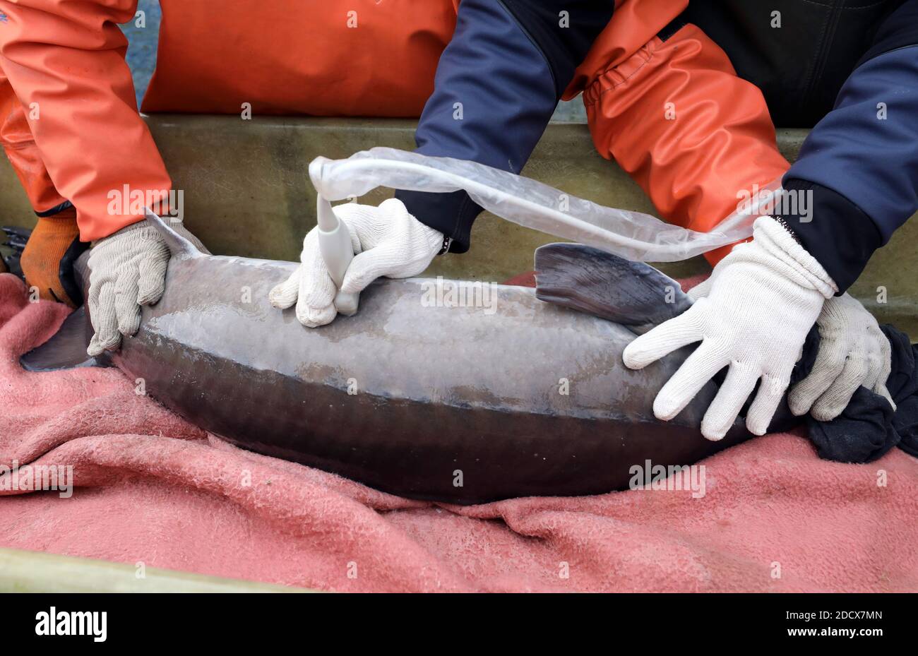Caviar Inside Fish