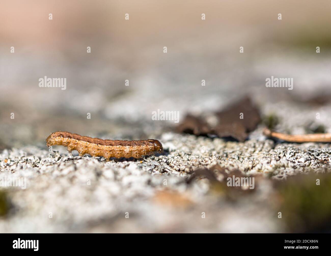 Clouded bordered hi-res stock photography and images - Alamy