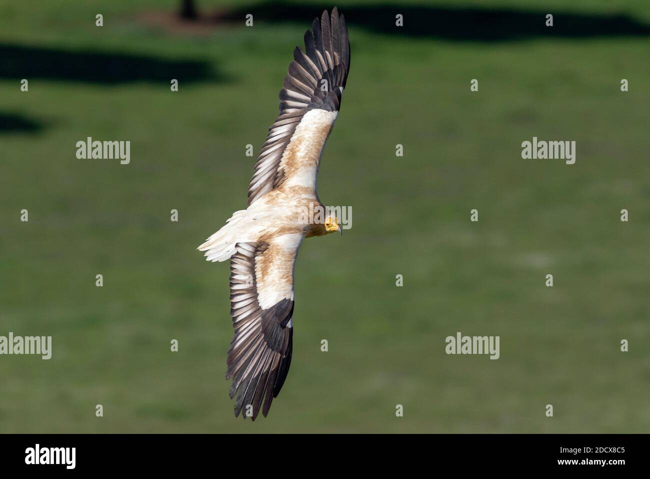 Egyptian vulture (Neophron percnopterus) in flight Stock Photo - Alamy