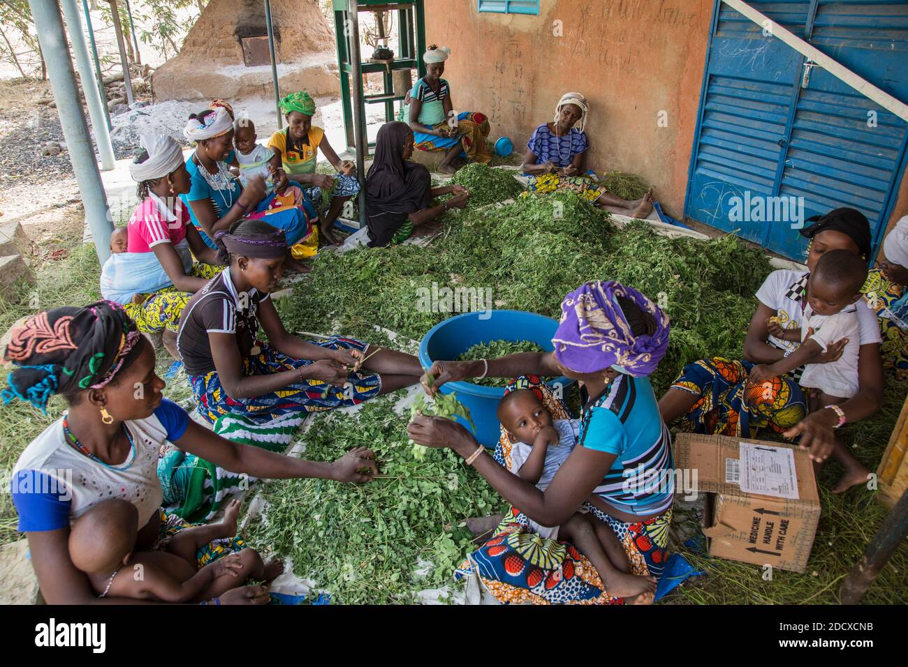 Moringa plantation hi-res stock photography and images - Alamy