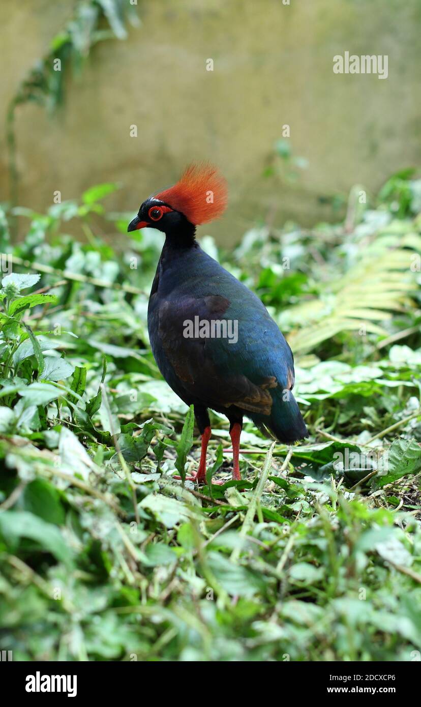 GREAT BRITAIN / Cornwall /The crested partridge (Rollulus rouloul) at ...