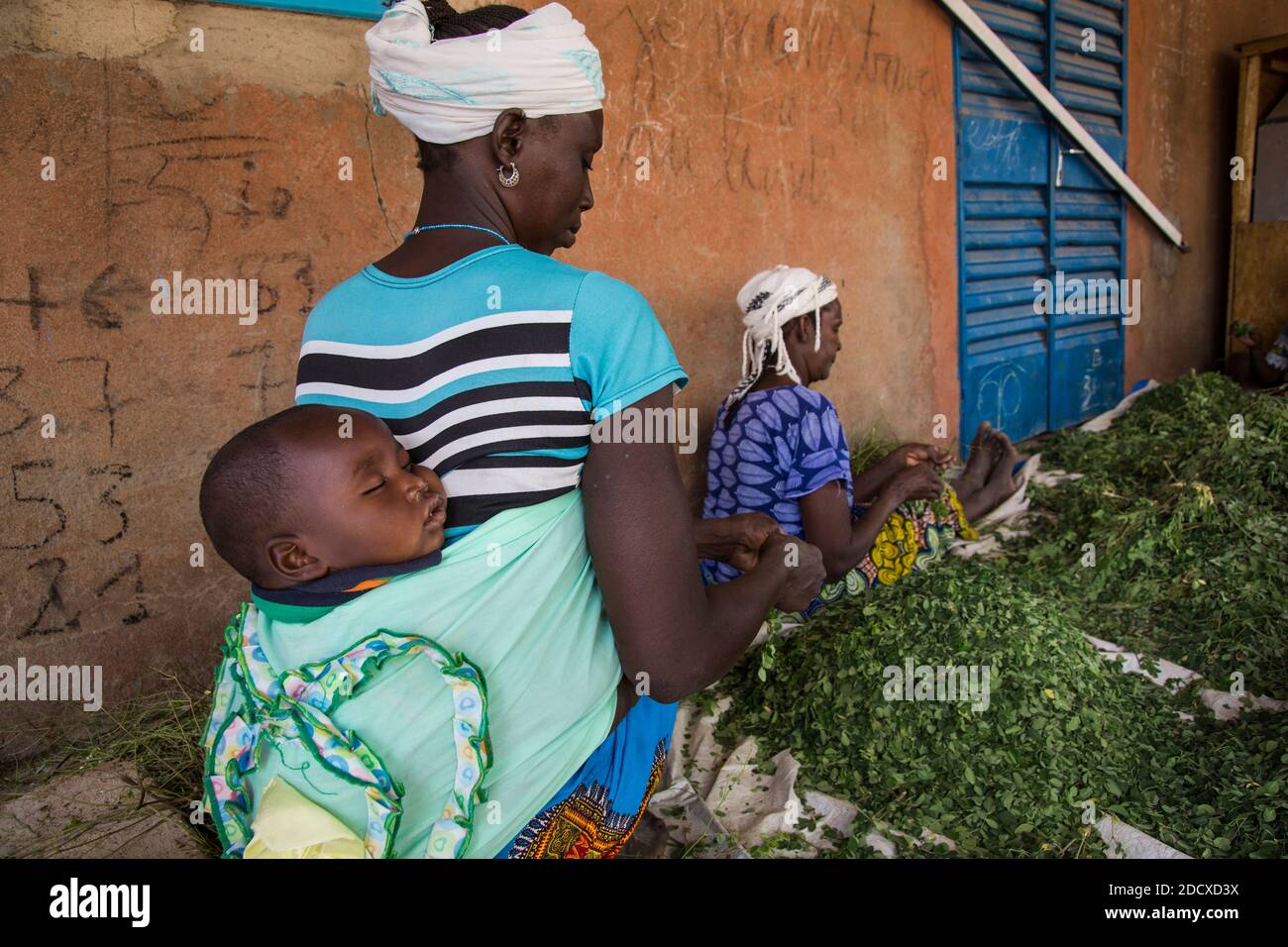 Moringa farm hi-res stock photography and images - Alamy