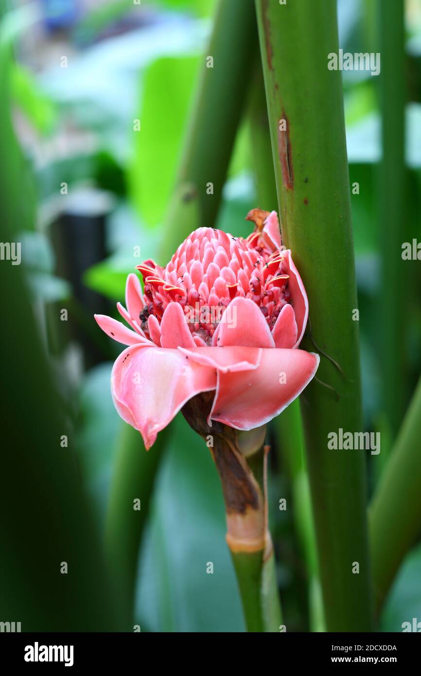 l close up of Pink Torch Ginger Plant at the Eden Project Cornwall ...