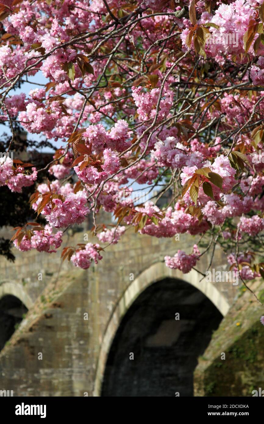 Ayr, Ayrshire, Scotland, Pink blossom frames the Auld Brig of Ayr Stock ...