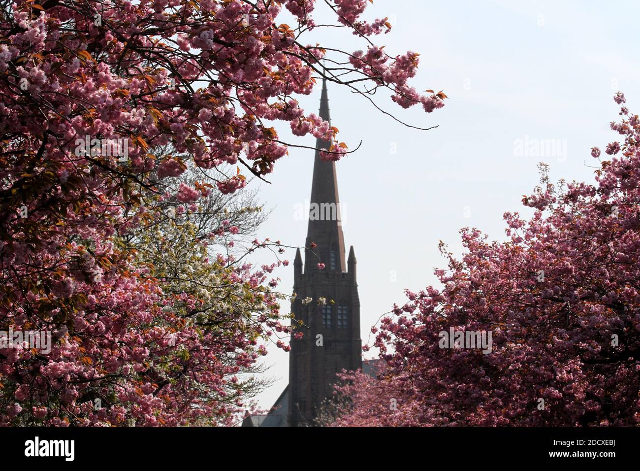 Park Circus, Ayr , Ayrshire, Scotland Spring Blossom & St Andrews ...