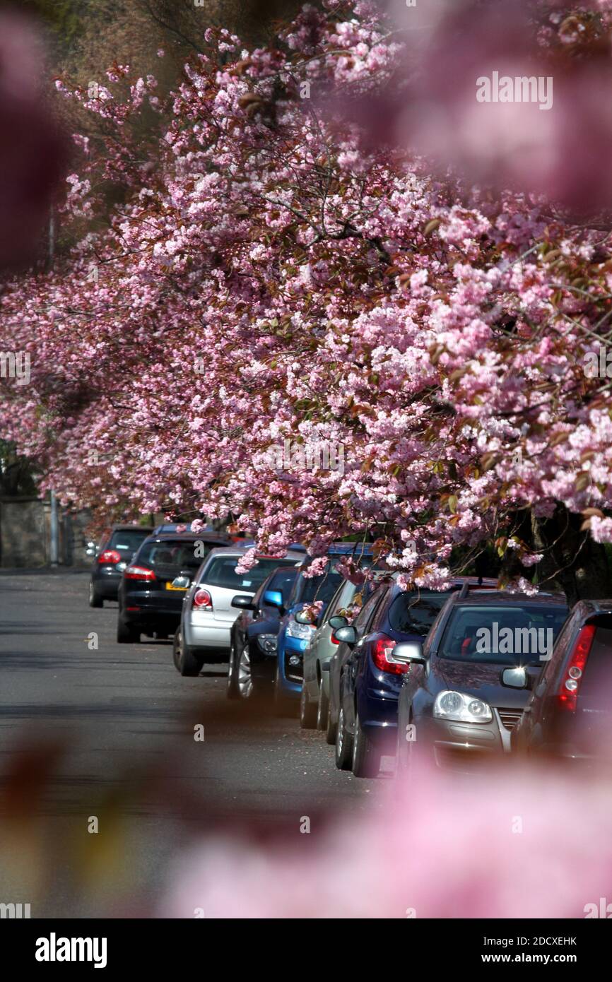 Park Circus, Ayr , Ayrshire, Scotland Spring Blossom & St Andrews ...