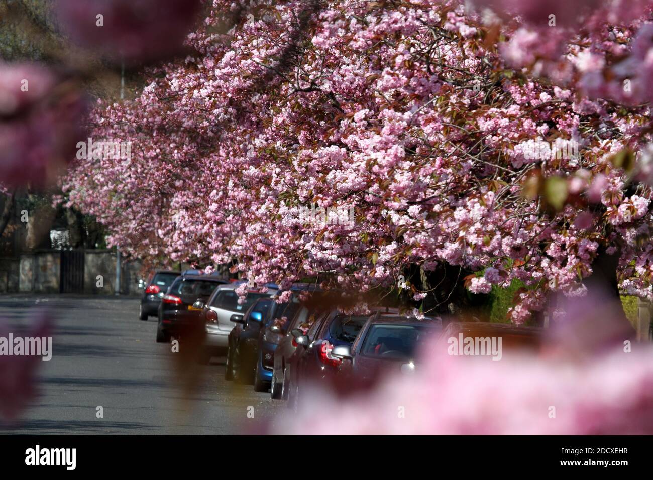 Park Circus, Ayr , Ayrshire, Scotland Spring Blossom & St Andrews ...