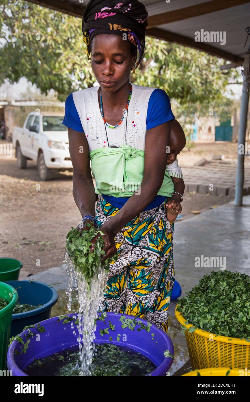 Moringa farm hi-res stock photography and images - Alamy