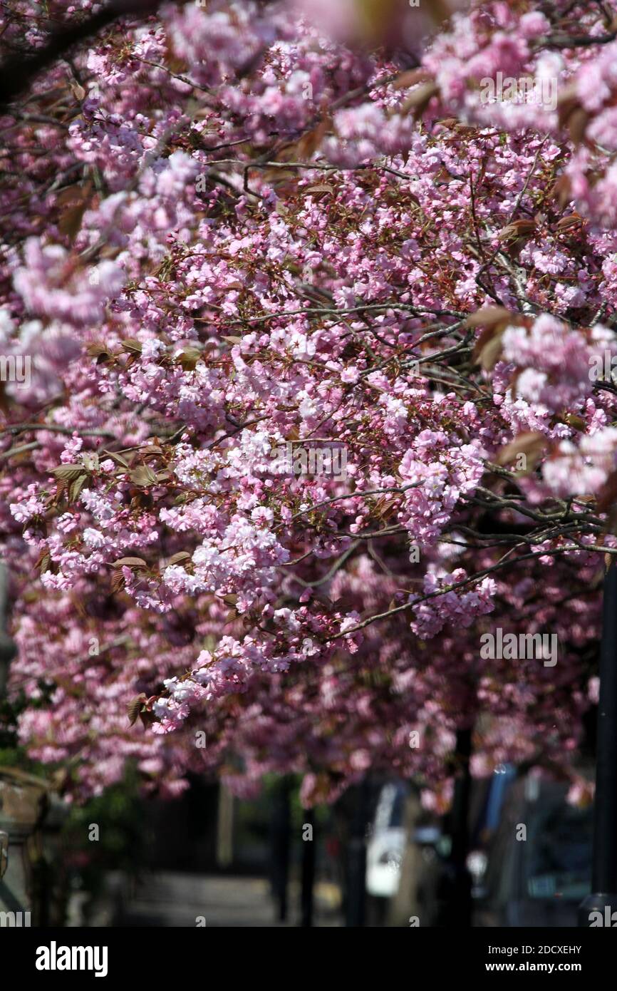 Park Circus, Ayr , Ayrshire, Scotland Spring Blossom & St Andrews ...