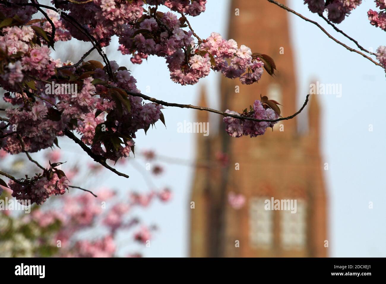 Park Circus, Ayr , Ayrshire, Scotland Spring Blossom & St Andrews ...
