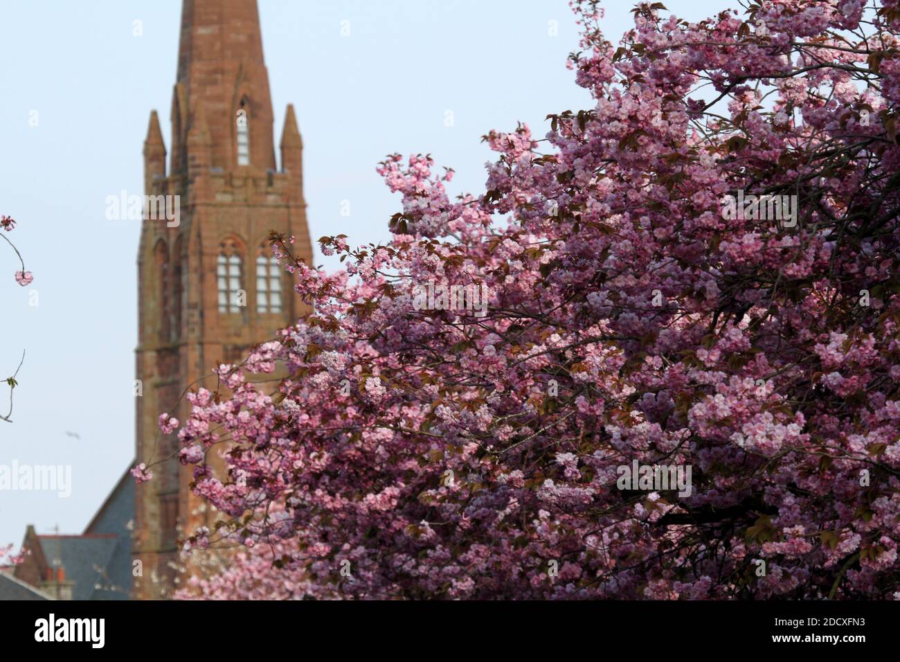 Park Circus, Ayr , Ayrshire, Scotland Spring Blossom & St Andrews ...