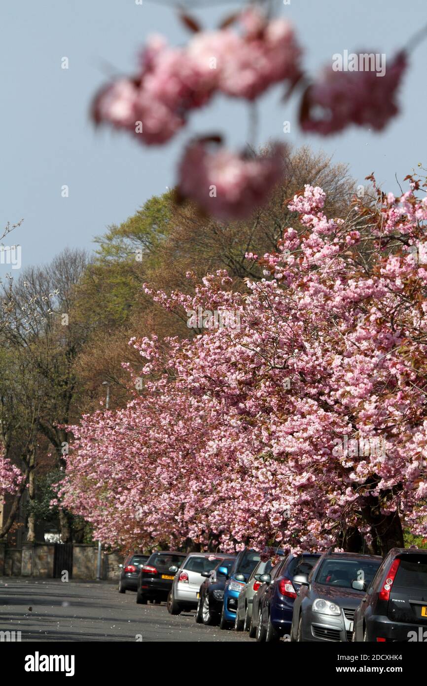 Park Circus, Ayr , Ayrshire, Scotland Spring Blossom & St Andrews ...