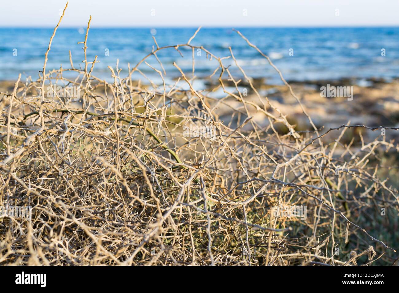 Dry bush in Ayia Napa coast in Cyprus Stock Photo - Alamy