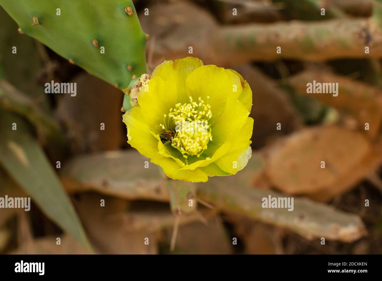 Prickly Pear Cactus with Yellow Flower and bee in Ayia Napa coast in ...