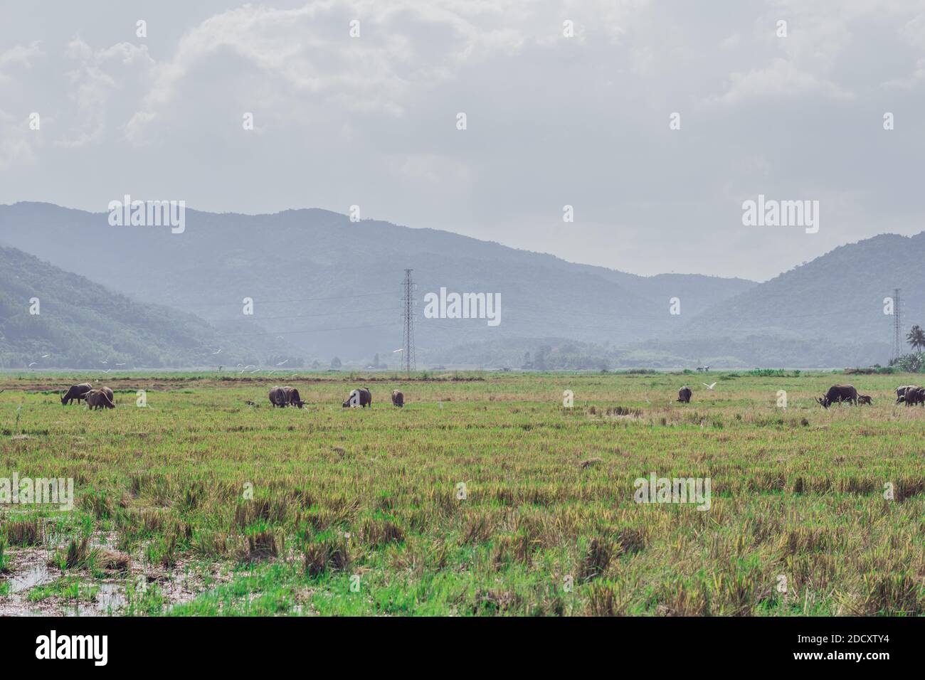 Water Buffalo Standing graze rice grass field meadow sun, forested ...