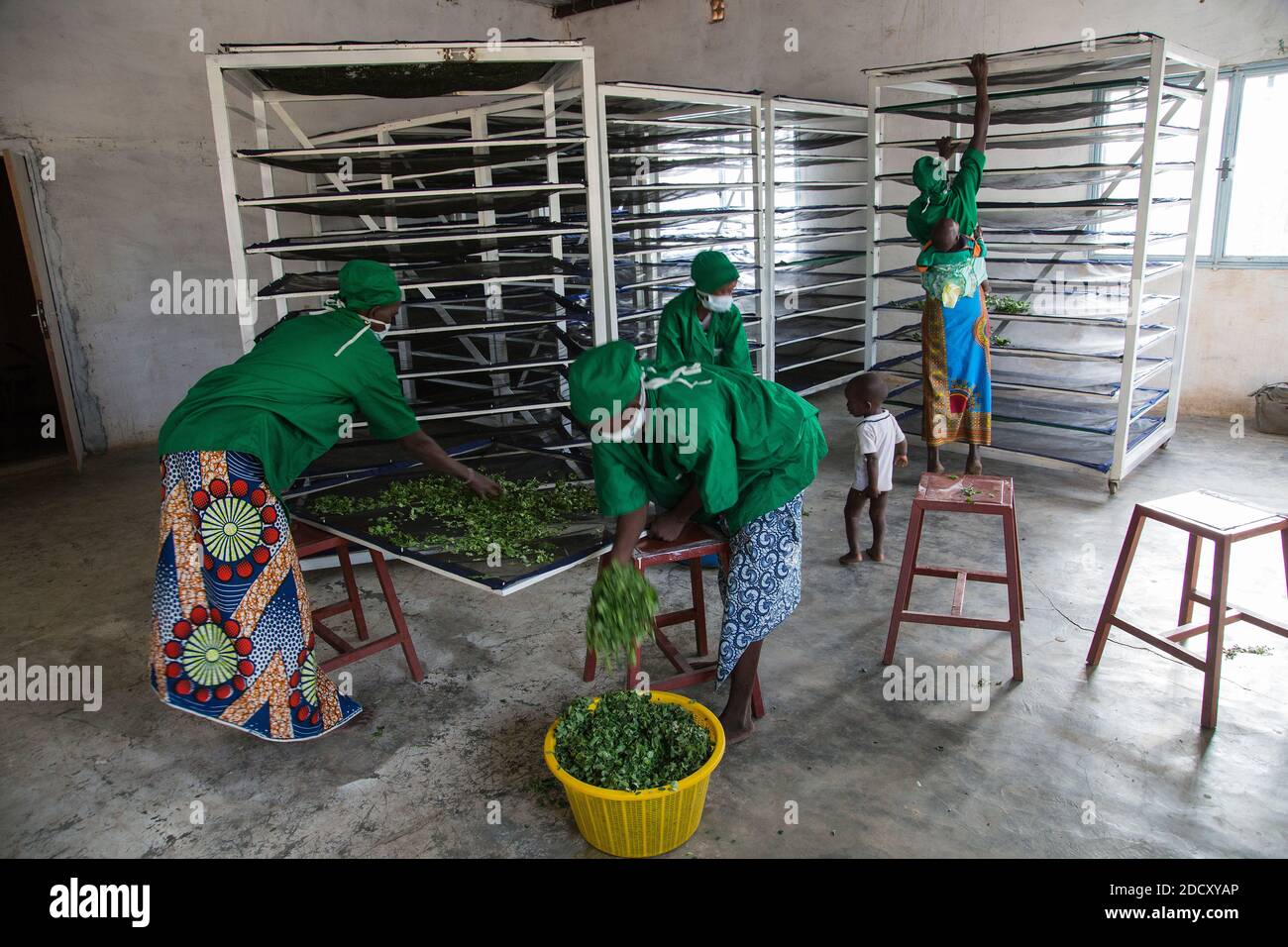 Moringa plantation hi-res stock photography and images - Alamy