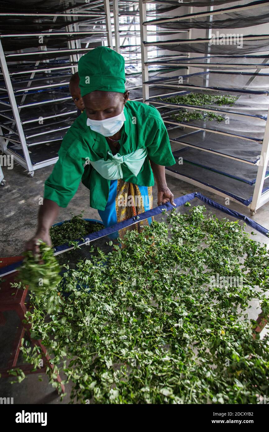 Moringa plantation hi-res stock photography and images - Alamy