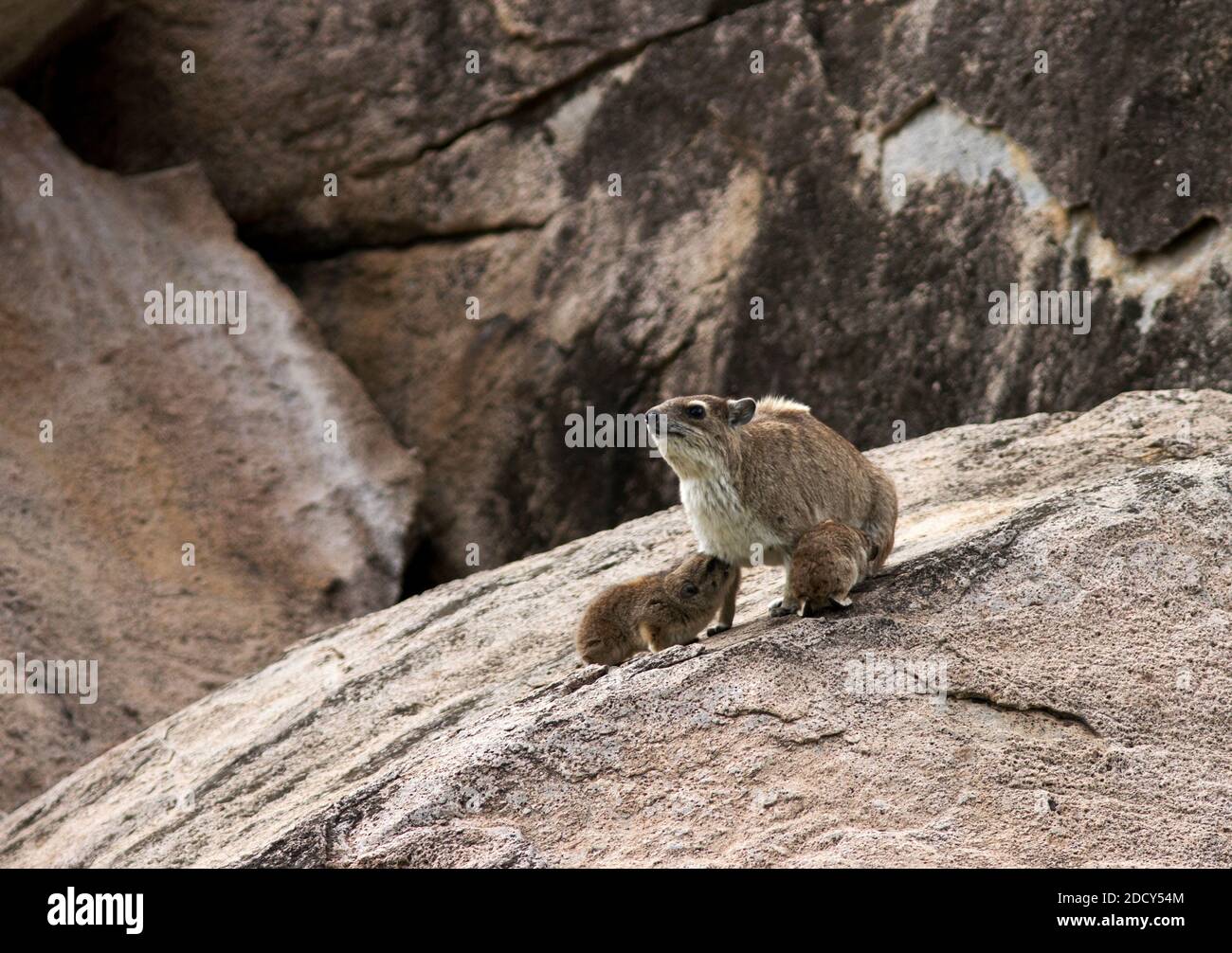 Bush Hyrax are equally at home on rocky outcrops as they are finding ...