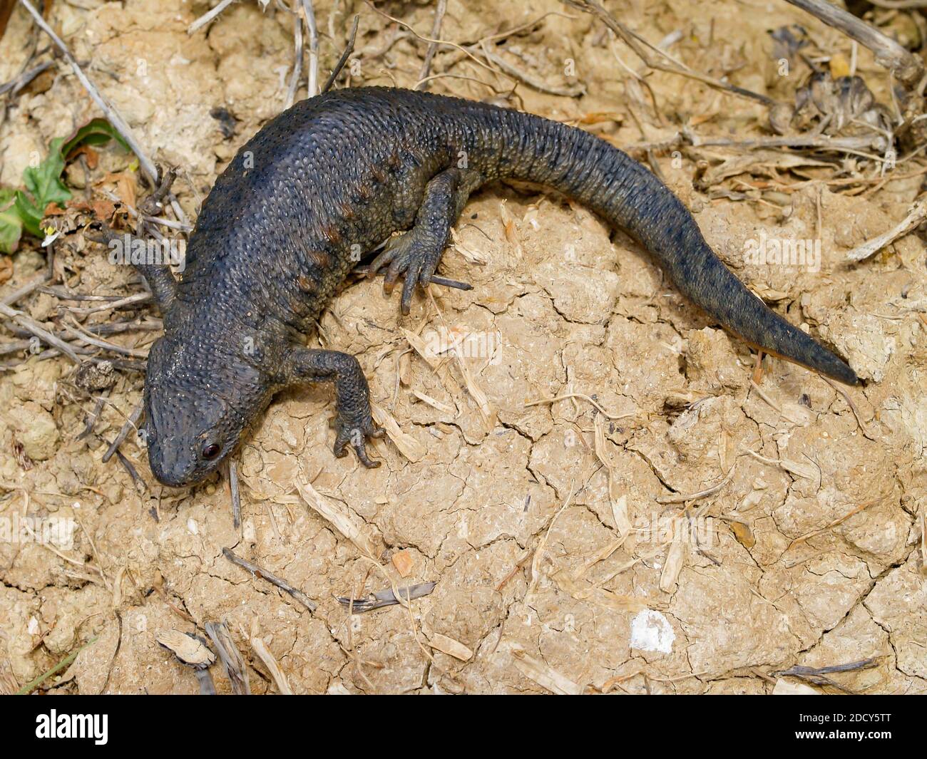 sharp ribbed newt, pleurodeles waltl in spain Stock Photo - Alamy