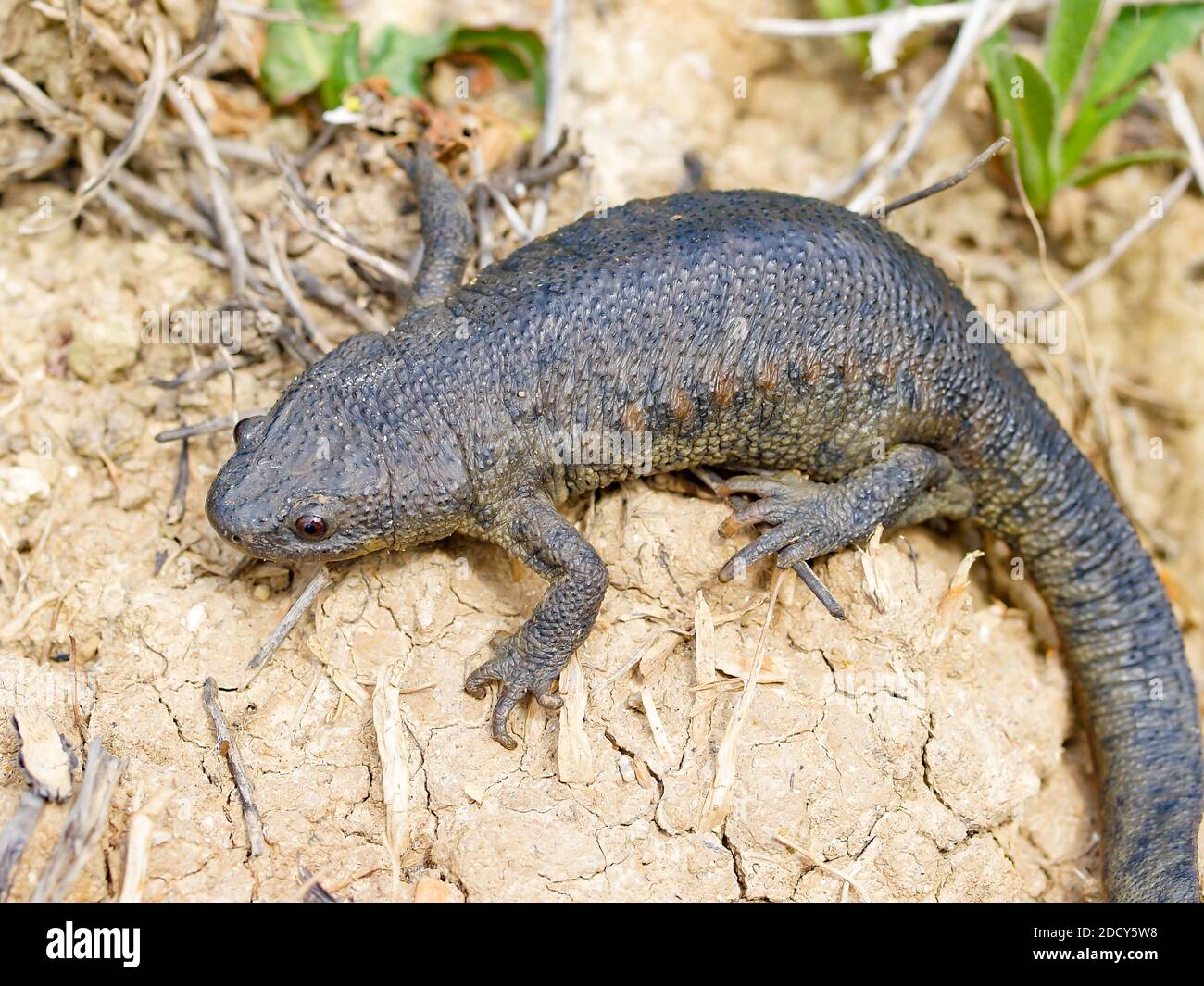 sharp ribbed newt, pleurodeles waltl in spain Stock Photo - Alamy