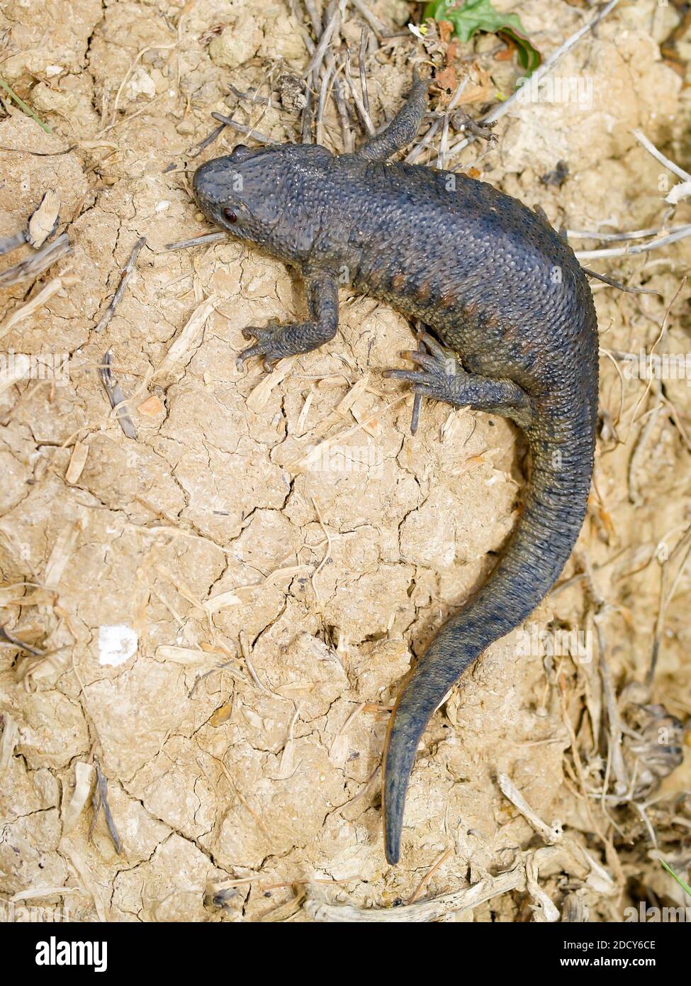 sharp ribbed newt, pleurodeles waltl in spain Stock Photo - Alamy