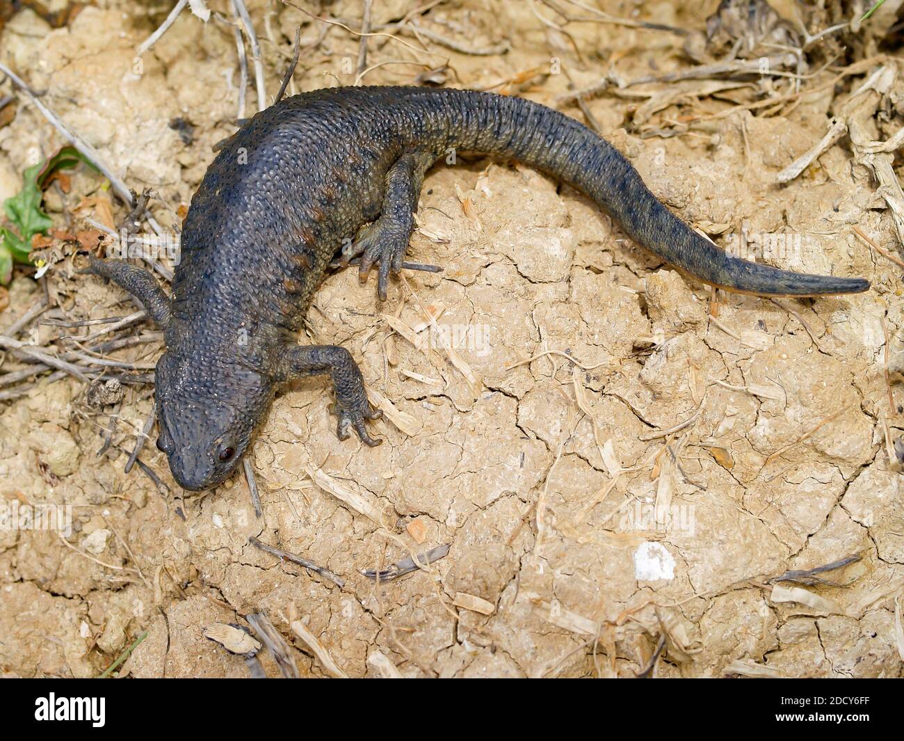 sharp ribbed newt, pleurodeles waltl in spain Stock Photo - Alamy