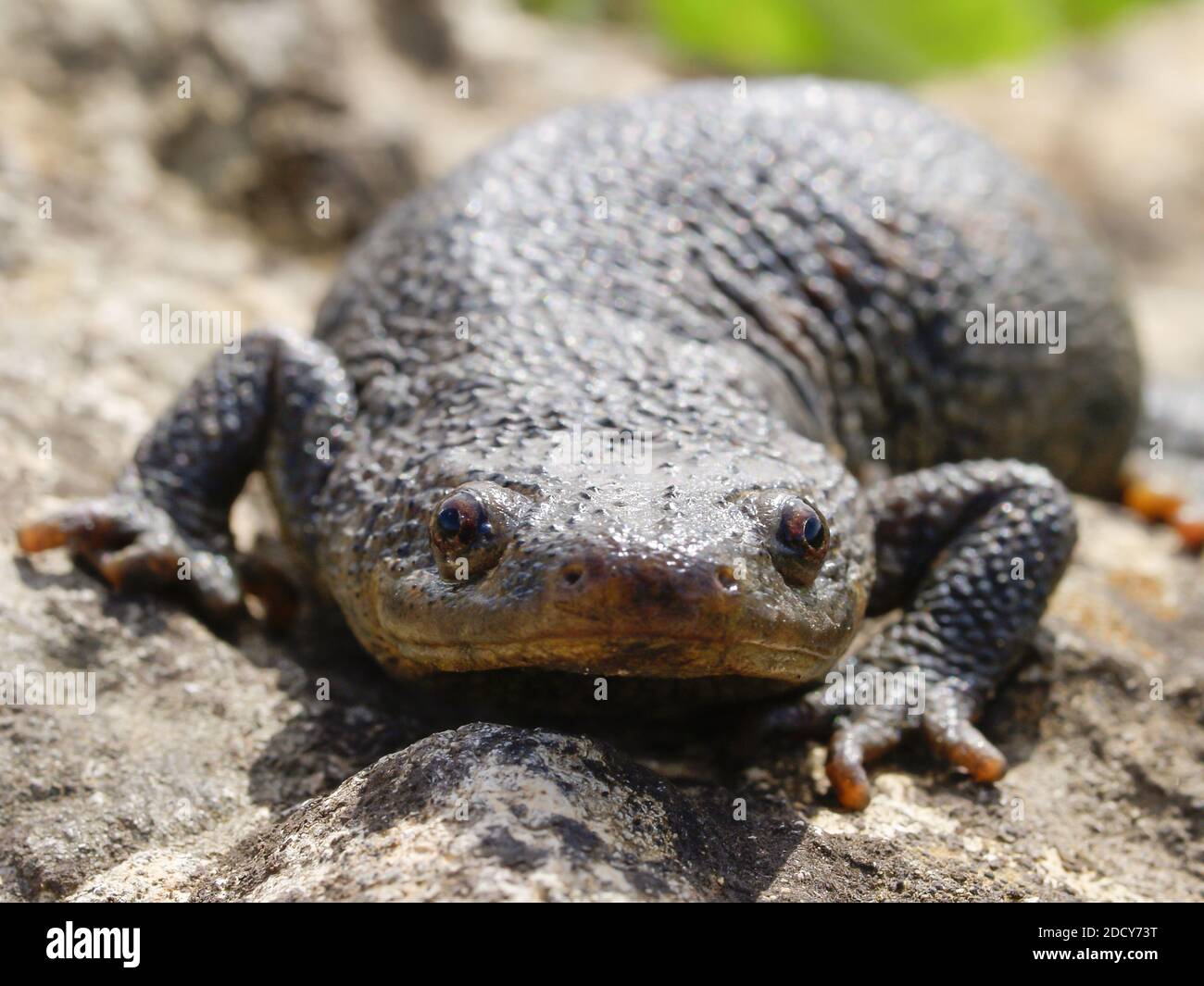 sharp ribbed newt, pleurodeles waltl in spain Stock Photo - Alamy