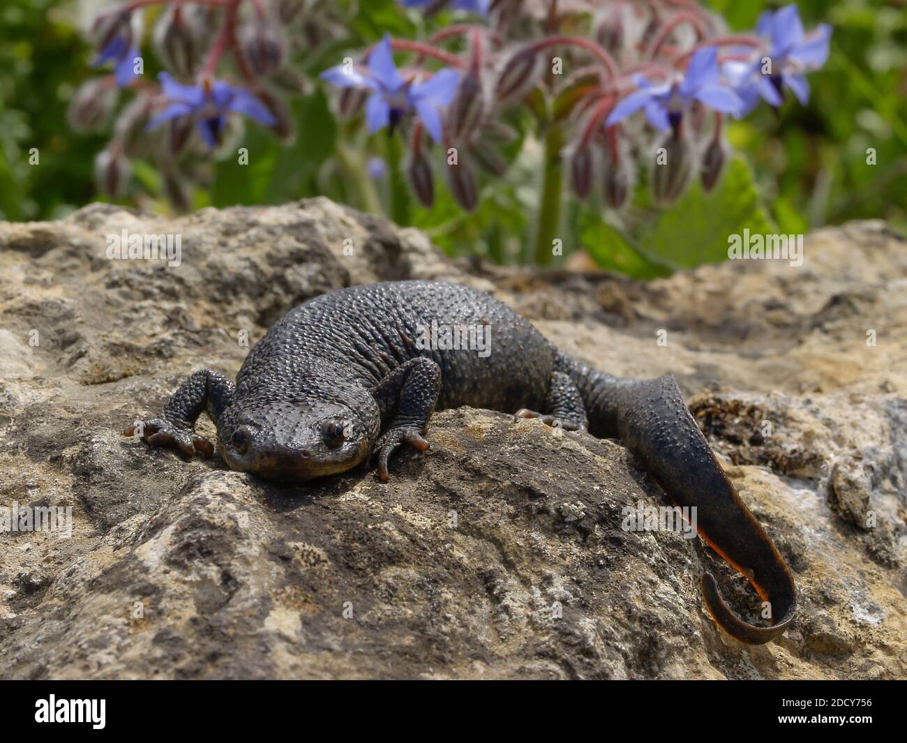 sharp ribbed newt, pleurodeles waltl in spain Stock Photo - Alamy