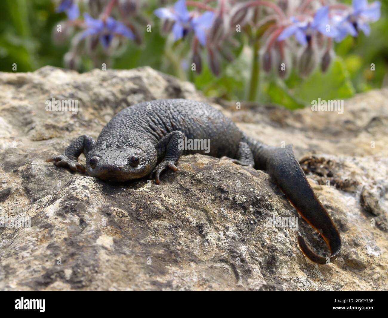 sharp ribbed newt, pleurodeles waltl in spain Stock Photo - Alamy