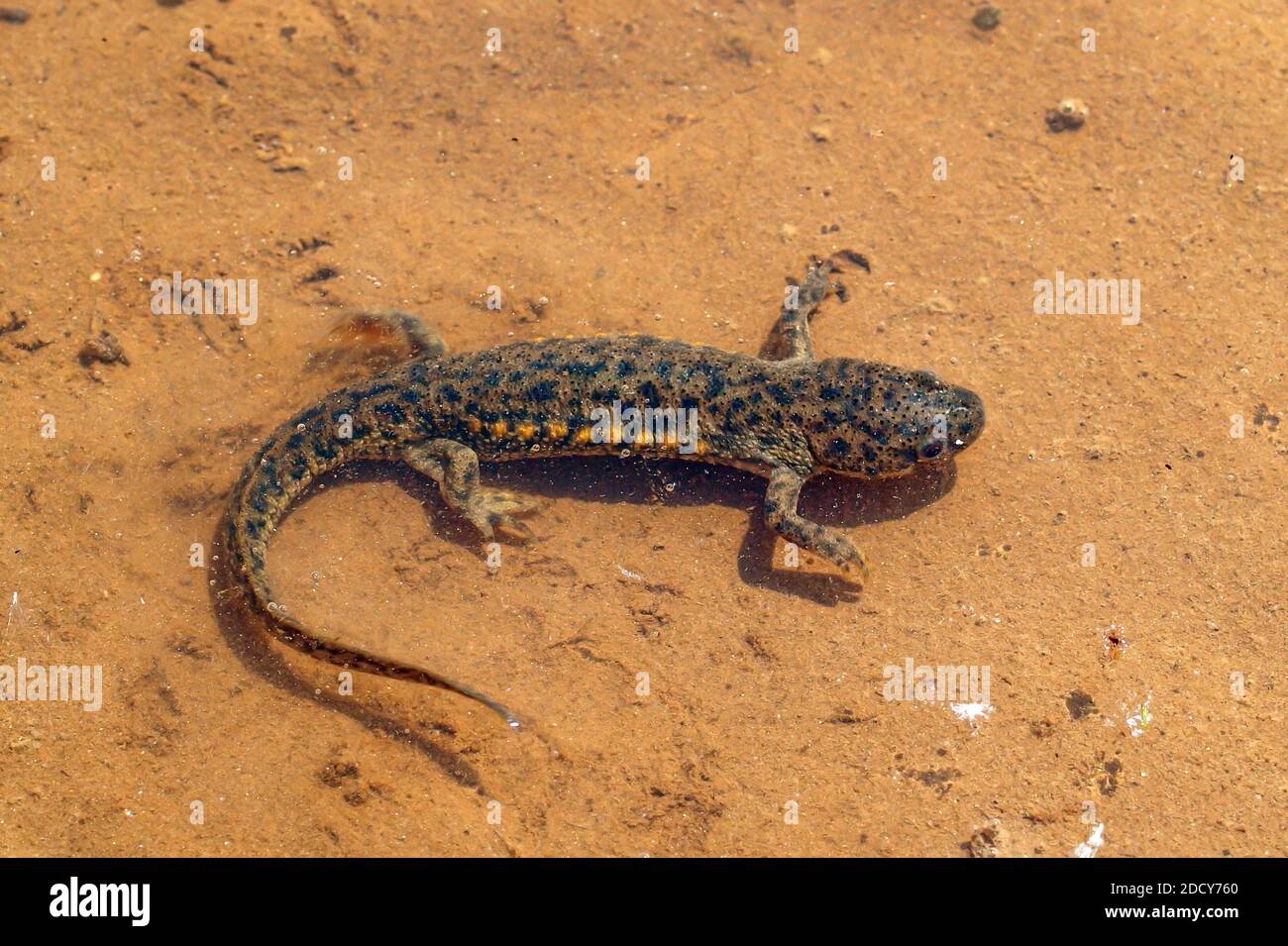 sharp ribbed newt, pleurodeles waltl in spain Stock Photo - Alamy