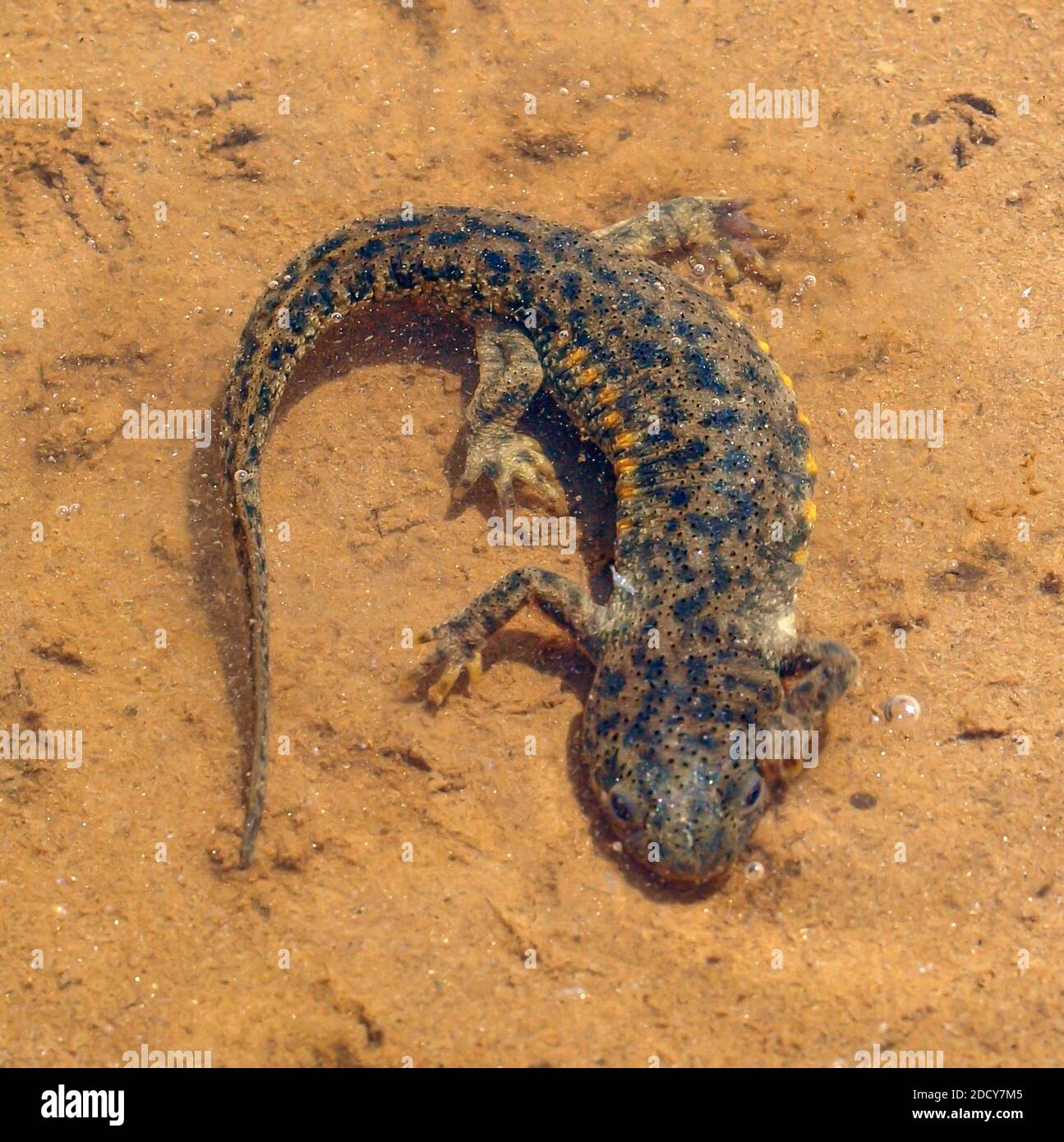 Sharp ribbed newt hi-res stock photography and images - Alamy